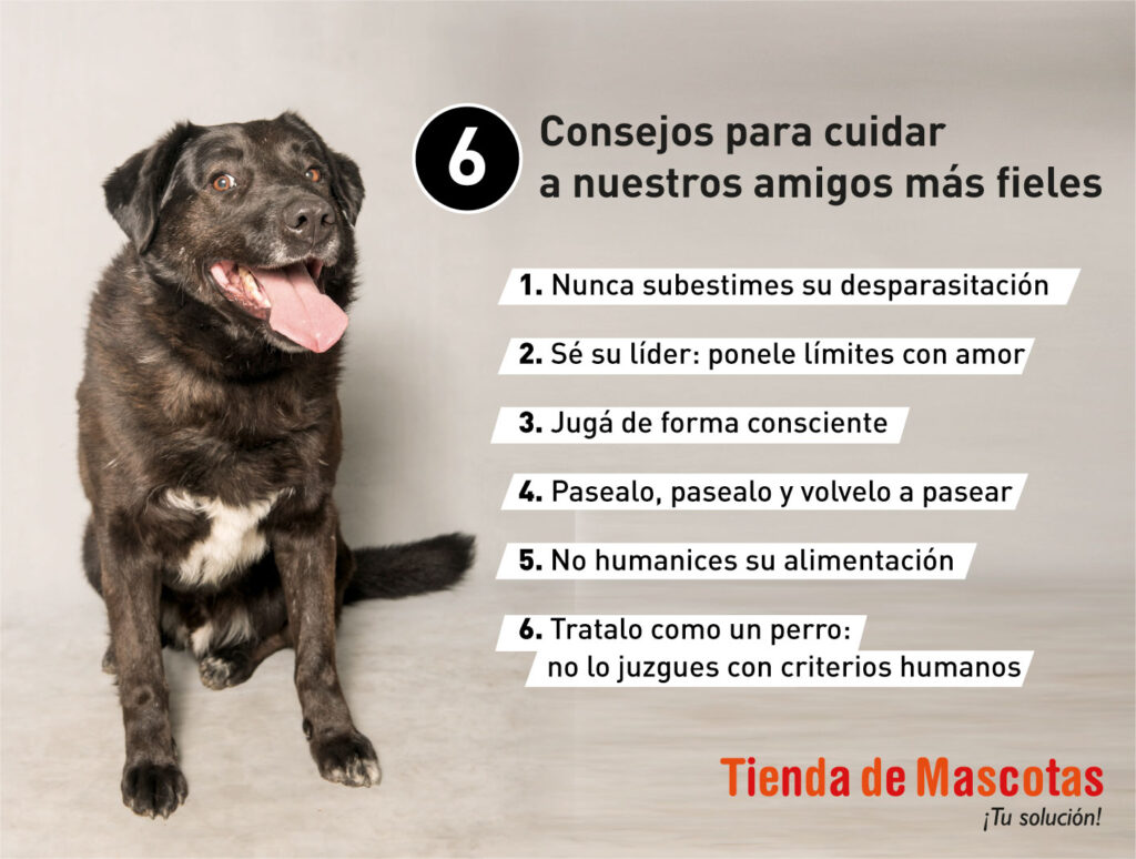 Cómo hacer un perro feliz: consejos y recomendaciones - Eweek Europe
